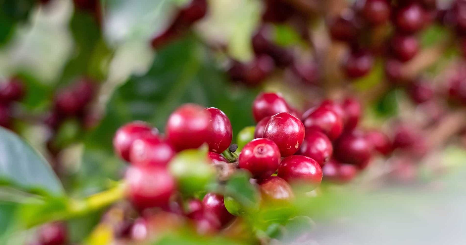 3 Coffee Myths Unpacked by a Coffee Pro - FreshGround